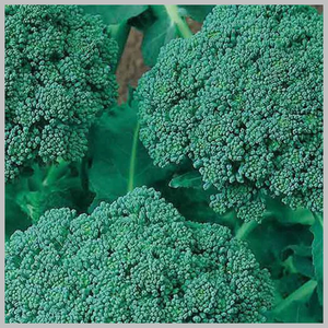 Sold by the Pound Broccoli Seed Waltham 29 – Agcare Products