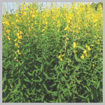 Sunn Hemp 50# bag – Agcare Products