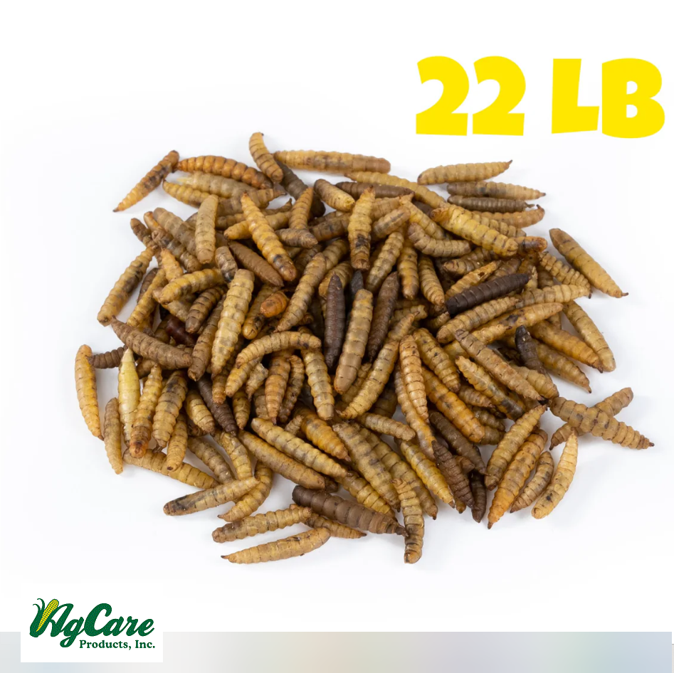 Black Soldier Fly Larvae Grubs 22 pounds – Agcare Products