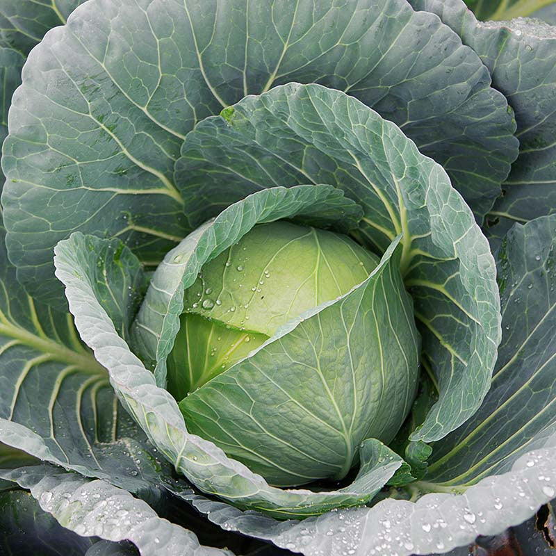 Bravo Cabbage Sold Per M SO Special Order by Request – Agcare Products