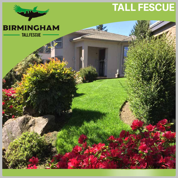Turf Fine Fescue Premium Lawn 50 lb. Fairfield/Birmingham – Agcare Products