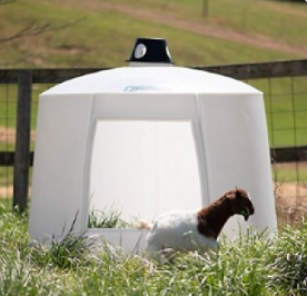 Small Animal Hut 6ft x 5ft Hutch – Agcare Products