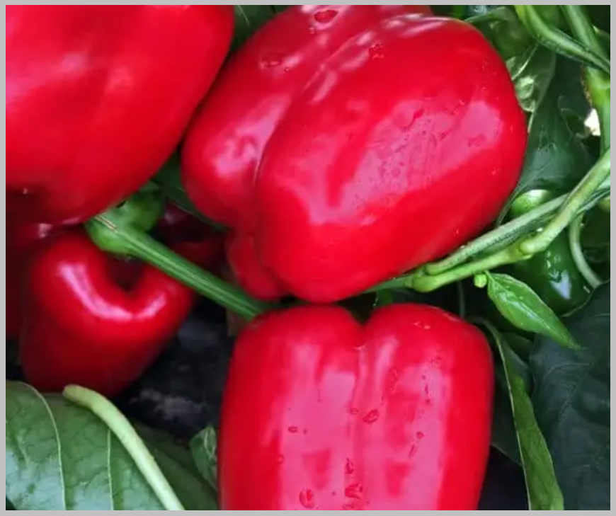 Mercer F300 Bell Pepper – Agcare Products