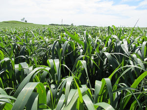 Everleaf 126 Oats 50 lb – Agcare Products